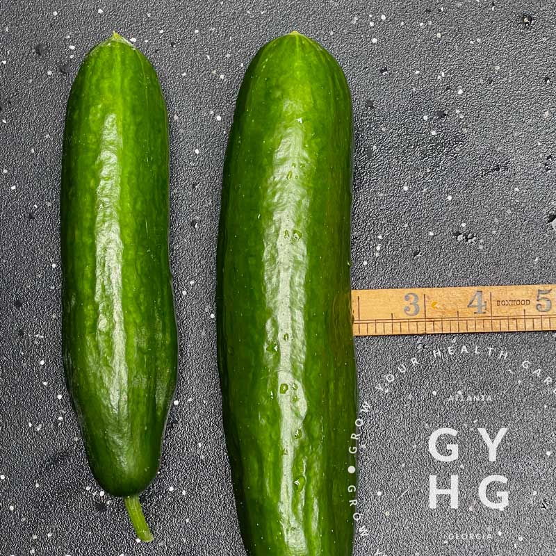 Beit Alpha Cucumber Seeds (Great for Pickling!) – Grow Your Health ...