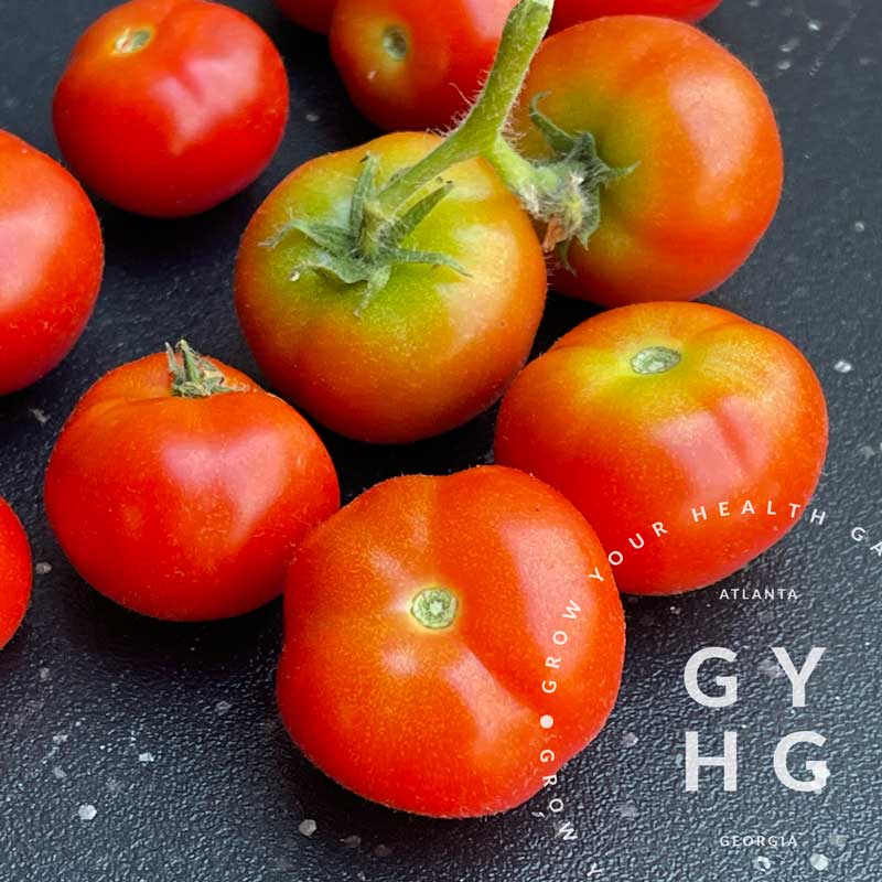 Florida Petite Micro Dwarf Cherry Tomato Hydroponic Seeds – Grow Your ...