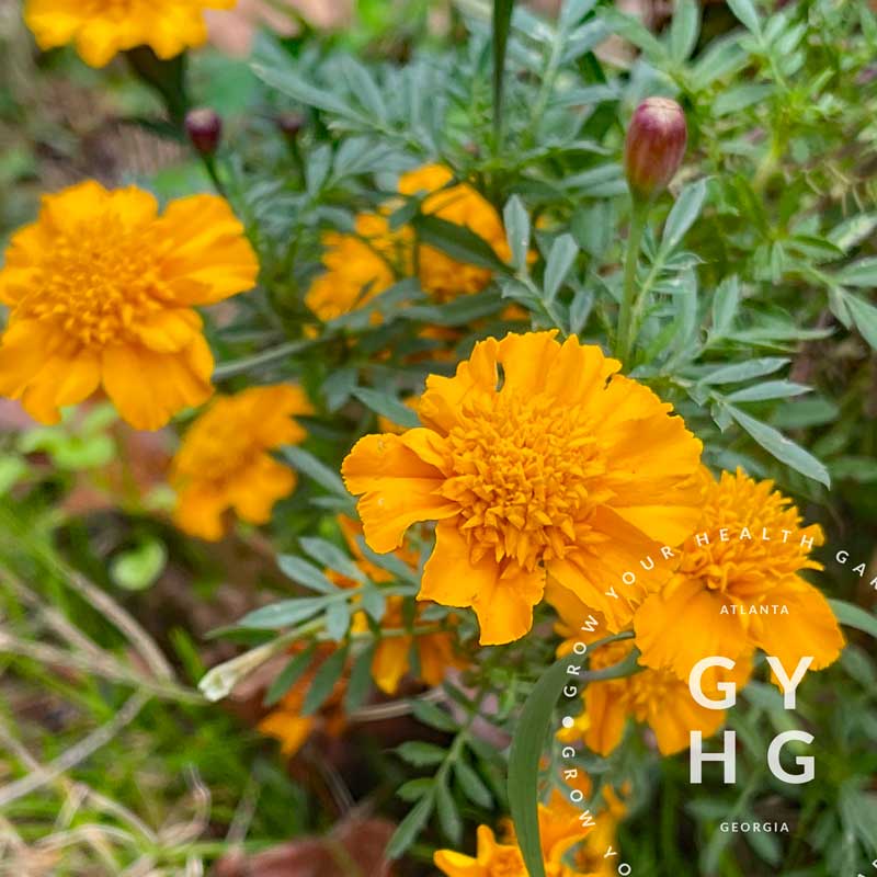 Petite French Marigold Seeds – Grow Your Health Gardening