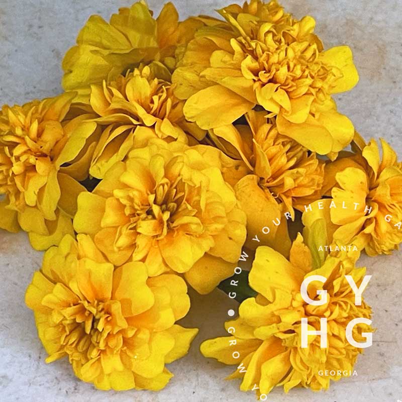 Gypsy Sunshine Marigold Seeds – Grow Your Health Gardening
