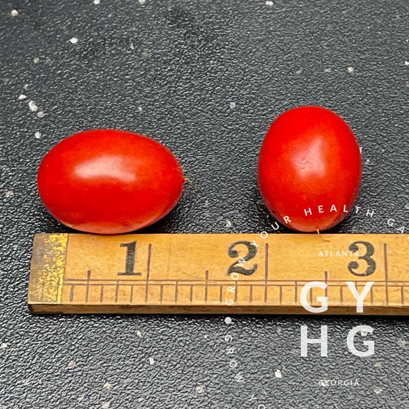 Hardin's Miniature Dwarf Red Cherry Tomato Seeds – Grow Your Health ...