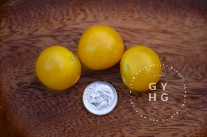 Jochalos Micro Dwarf Yellow Cherry Tomato Hydroponic Seeds (Rare ...