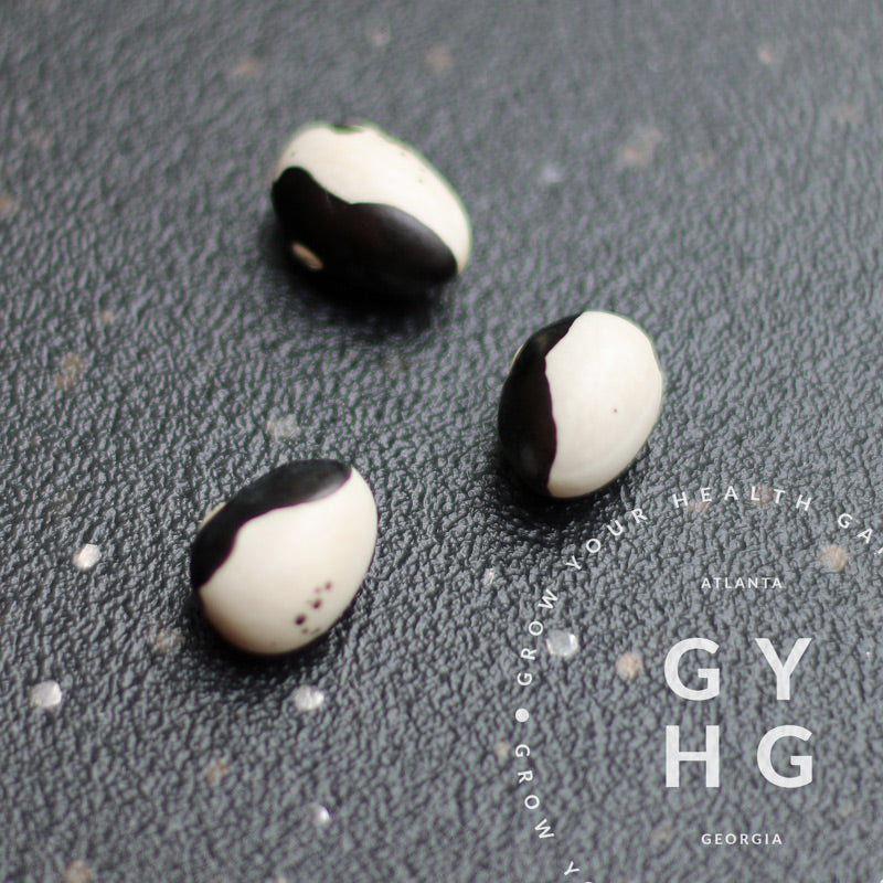 Calypso or "Orca" Heirloom Bush Beans Seeds – Grow Your Health Gardening