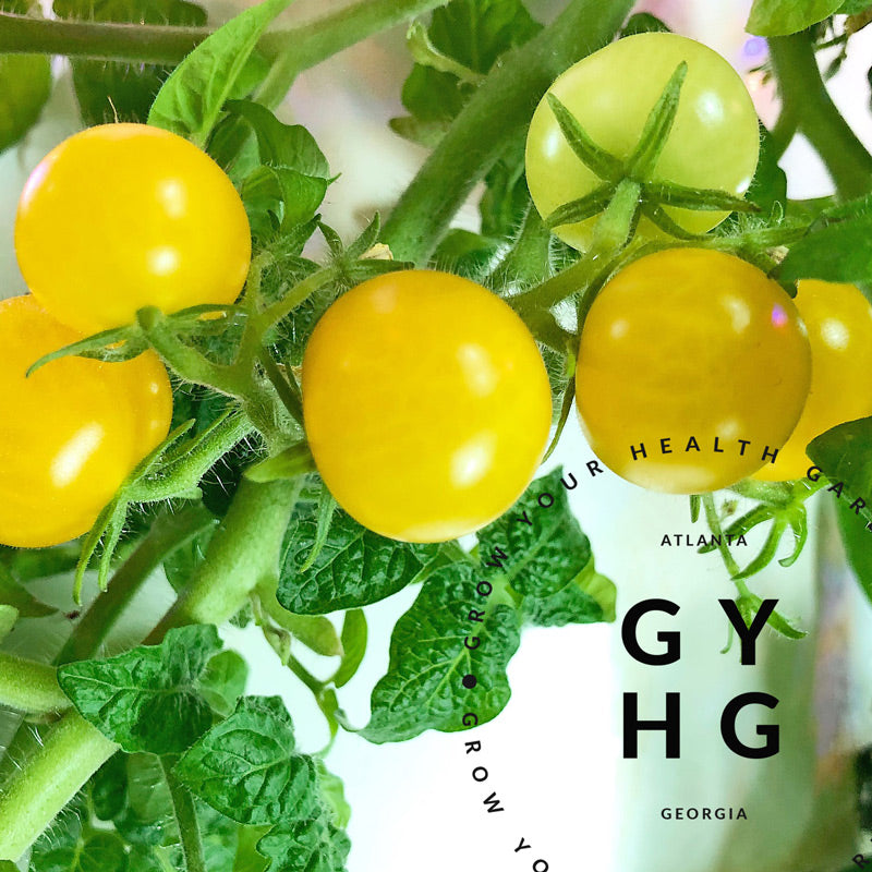 Jochalos Micro Dwarf Yellow Cherry Tomato Hydroponic Seeds (Rare ...